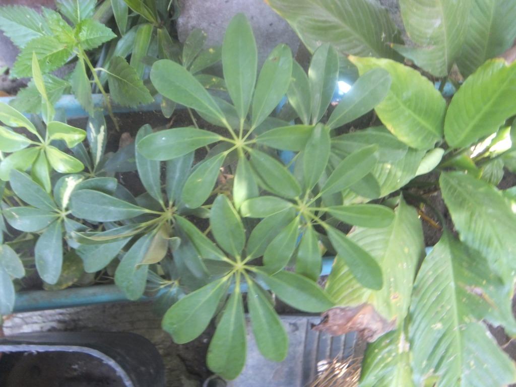 Moondrop Umbrella Dwarf Tree (Scheffiera Arboricola), Furniture & Home ...