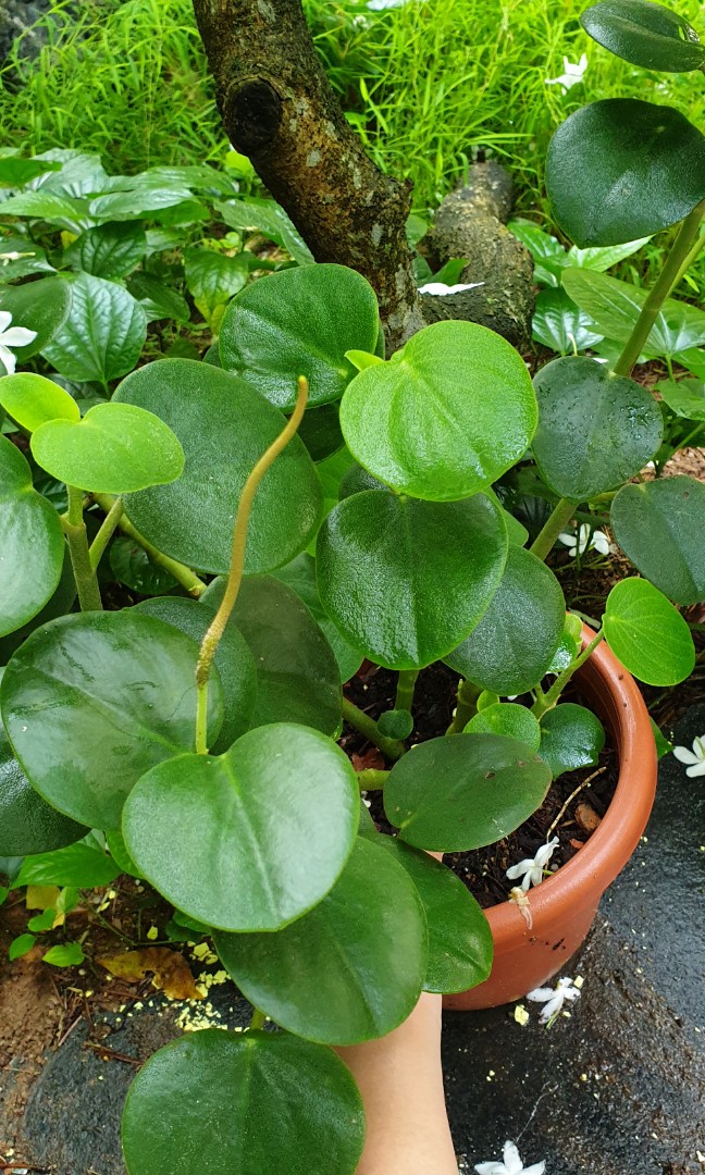 Peperomia Hovaria, Furniture & Home Living, Gardening, Plants & Seeds ...