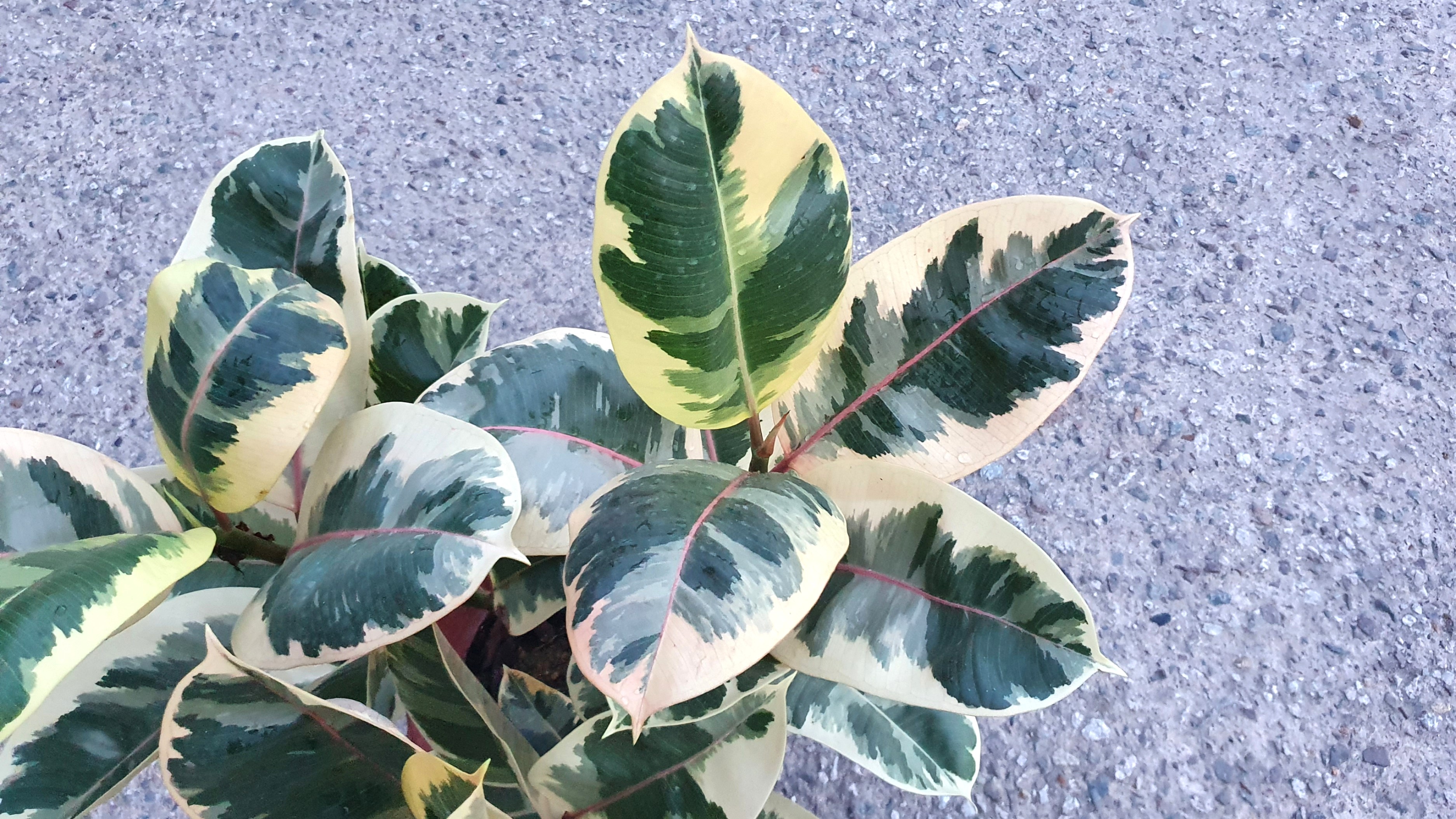 Variegated Ficus Elastica Tineke / Rubber Plant ($16.90/$18.90/$38 ...