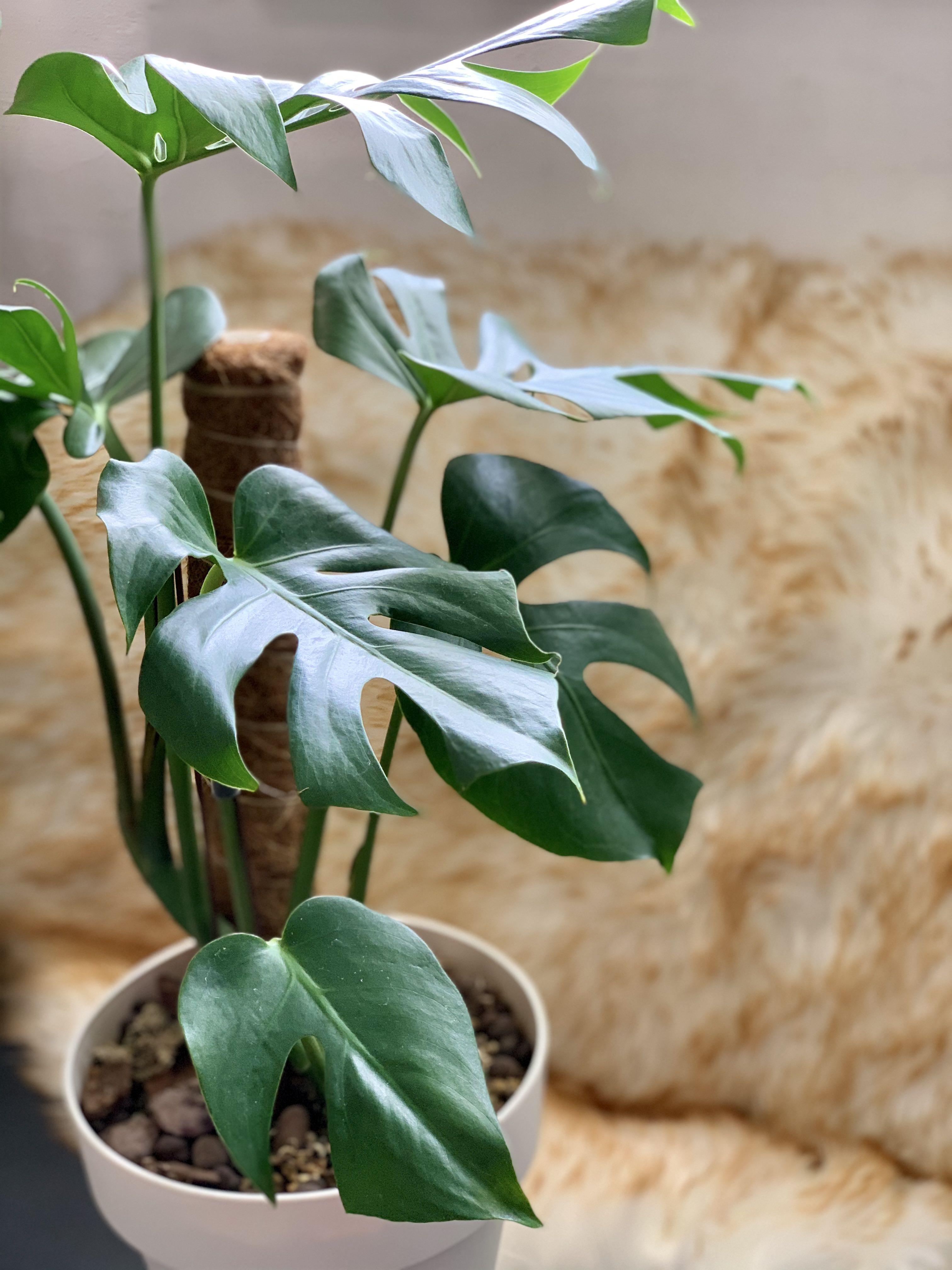 Rare Monstera Compacta, Furniture & Home Living, Gardening, Plants ...