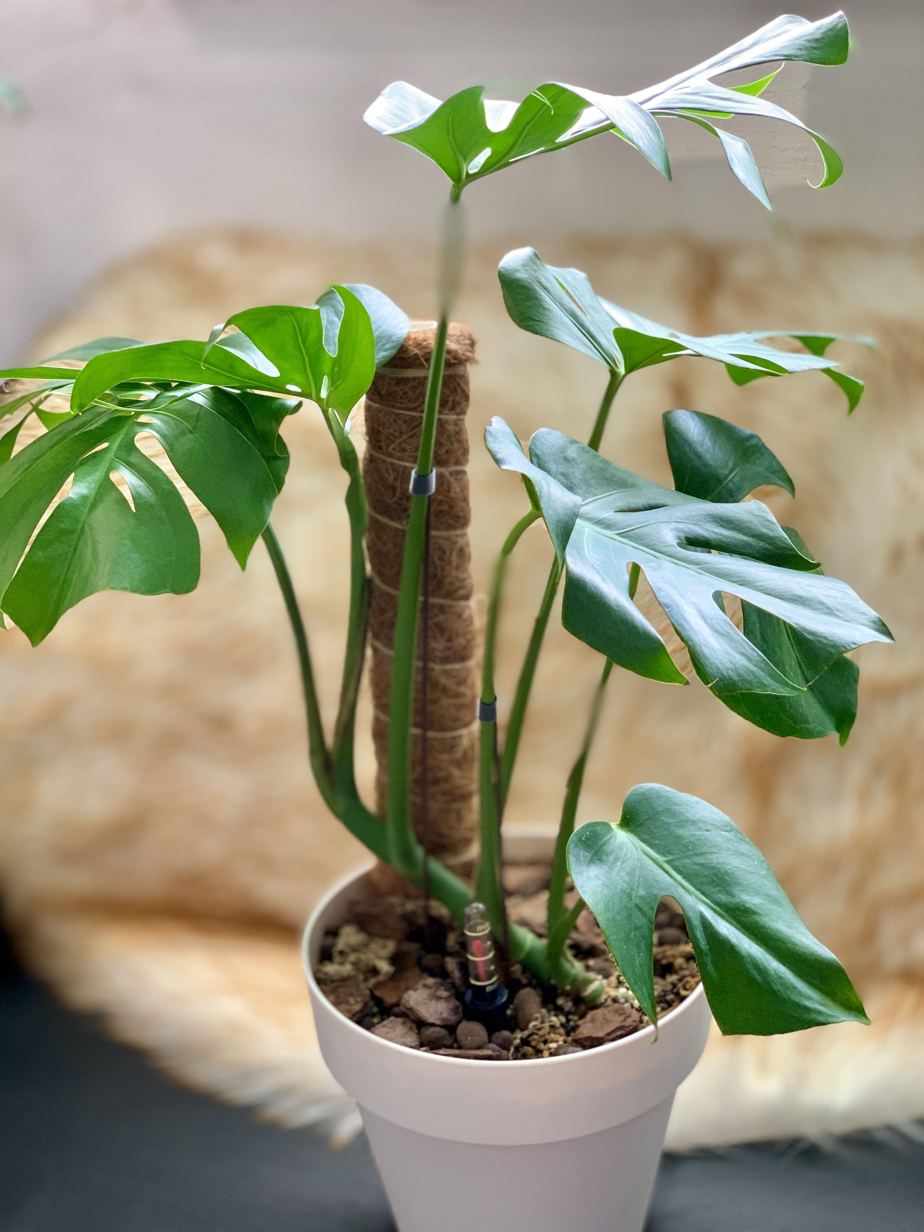 Rare Monstera Compacta, Furniture & Home Living, Gardening, Plants ...