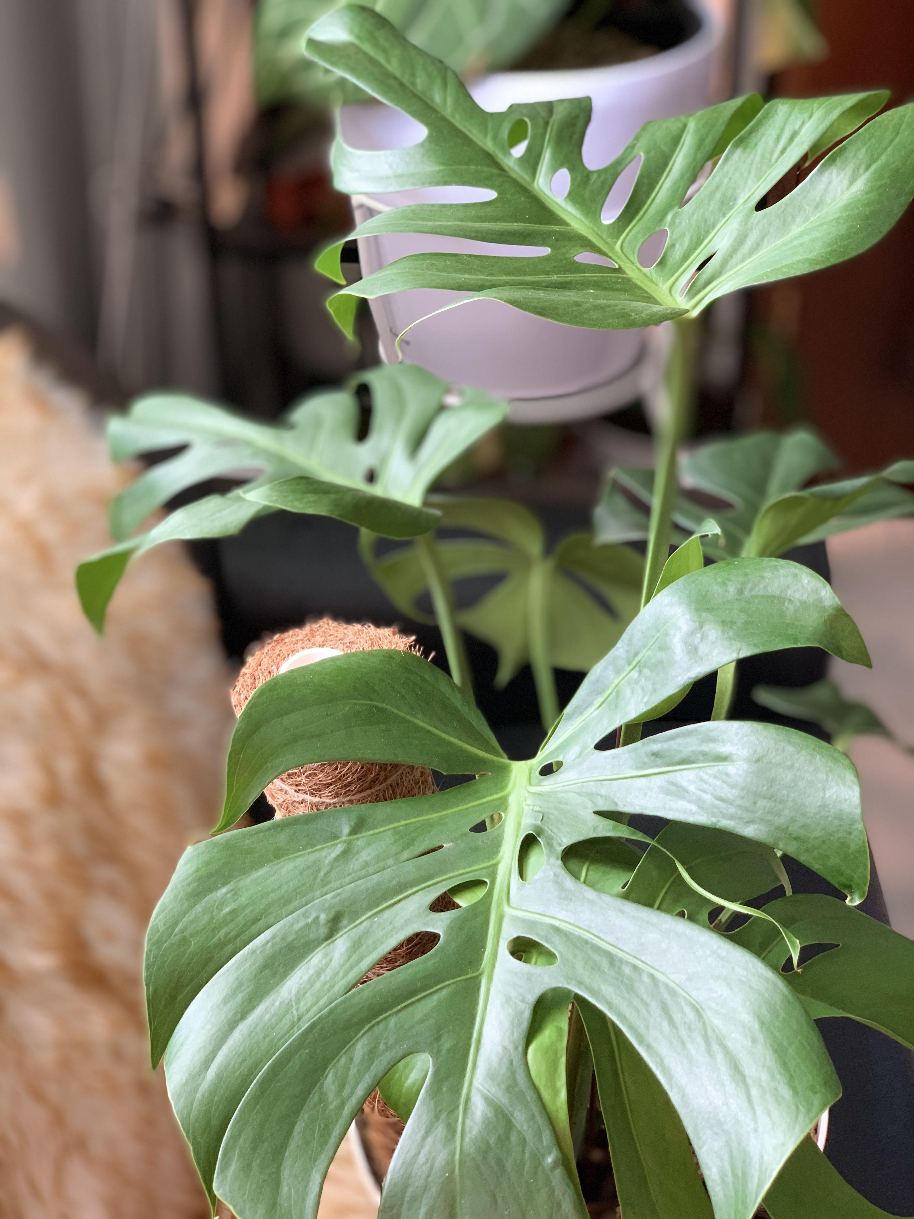 Rare Monstera Compacta, Furniture & Home Living, Gardening, Plants ...