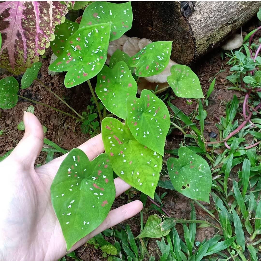 Tanaman Caladium Tumbuhan Hias Hidup Keladi Tricolor, Perkebunan di ...