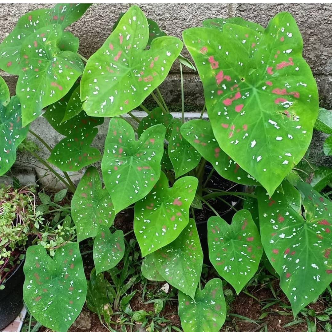 Tanaman Caladium Tumbuhan Hias Hidup Keladi Tricolor, Perkebunan di ...