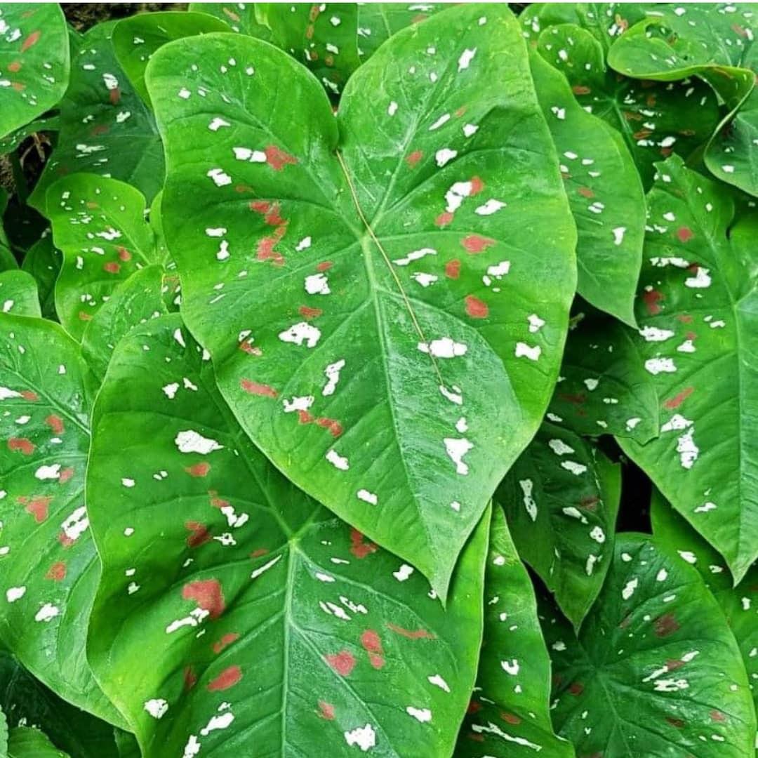 Tanaman Caladium Tumbuhan Hias Hidup Keladi Tricolor, Perkebunan di ...