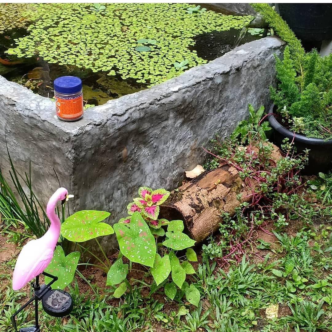 Tanaman Caladium Tumbuhan Hias Hidup Keladi Tricolor, Perkebunan di ...