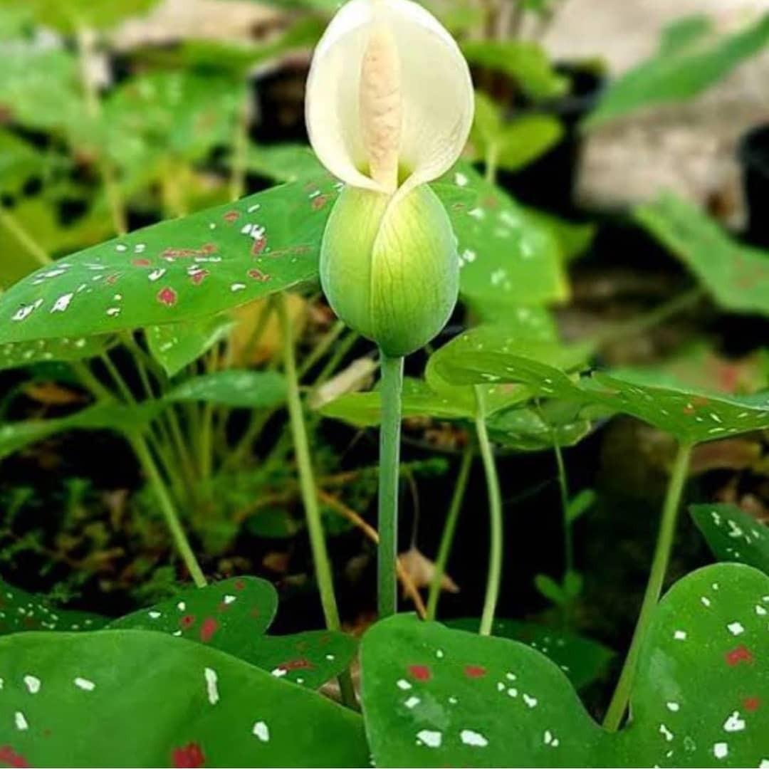 Tanaman Caladium Tumbuhan Hias Hidup Keladi Tricolor, Perkebunan di ...