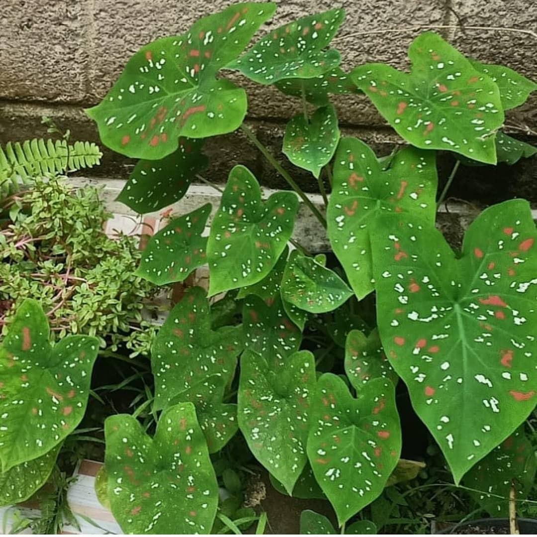 Tanaman Caladium Tumbuhan Hias Hidup Keladi Tricolor, Perkebunan di ...