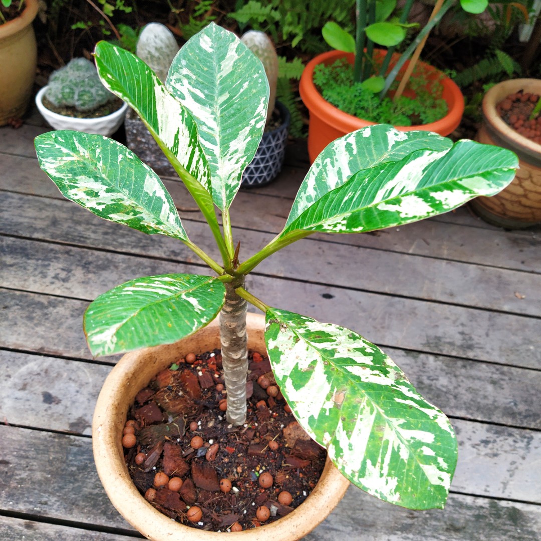 Variegated Plumeria, Frangipani, Furniture & Home Living, Gardening ...