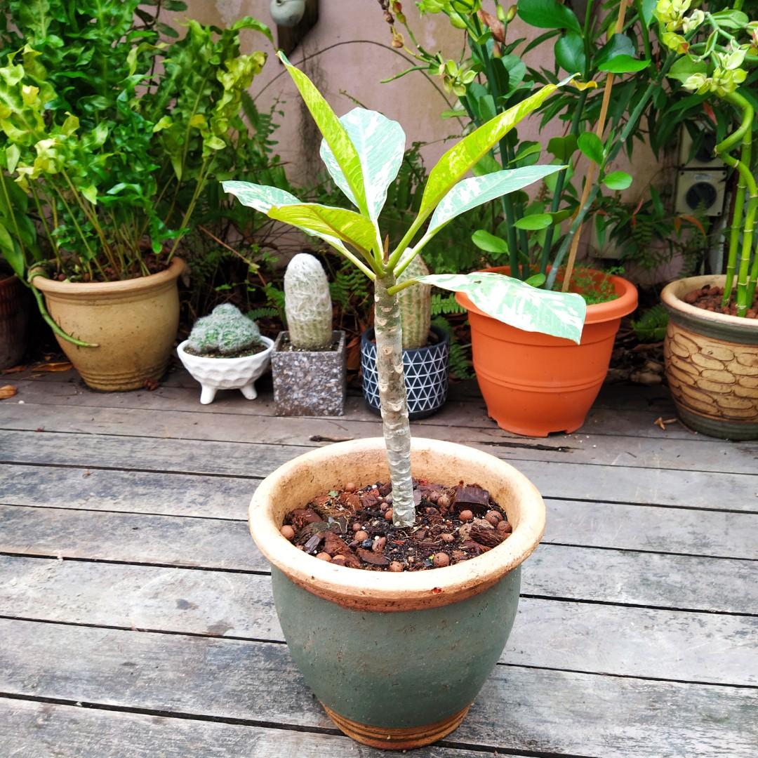 Variegated Plumeria, Frangipani, Furniture & Home Living, Gardening ...