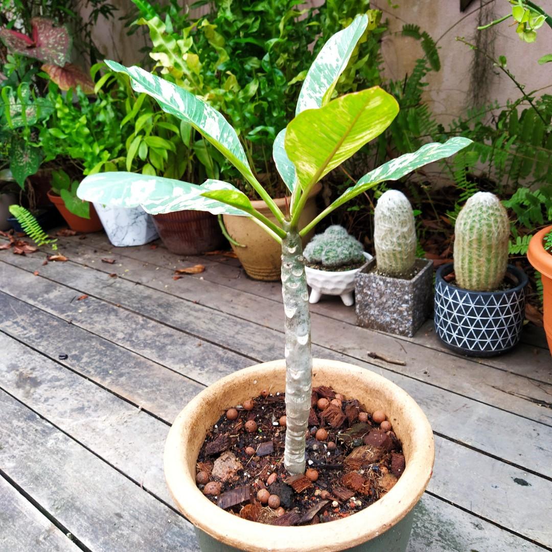 Variegated Plumeria, Frangipani, Furniture & Home Living, Gardening ...