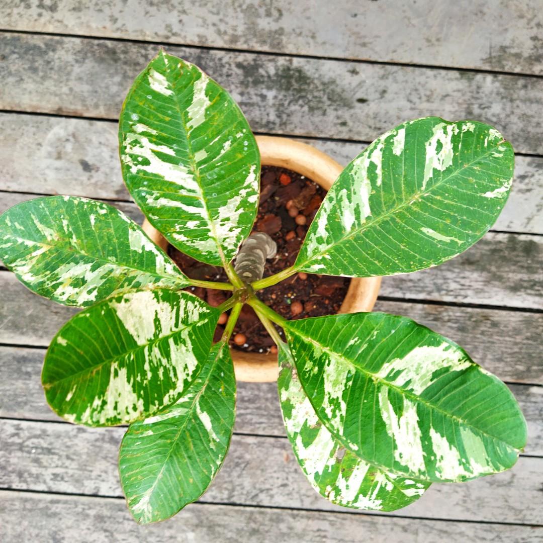 Variegated Plumeria, Frangipani, Furniture & Home Living, Gardening ...
