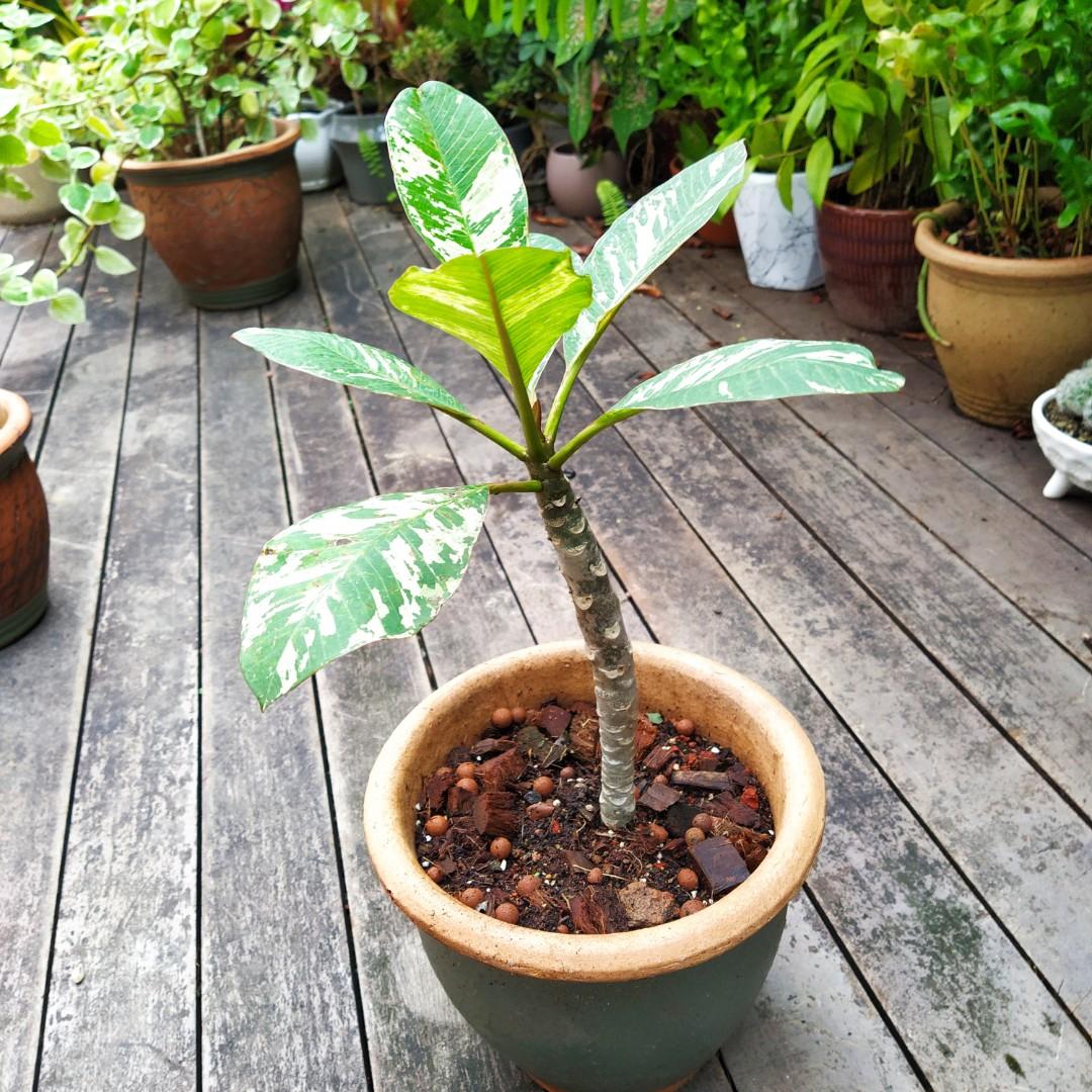 Variegated Plumeria, Frangipani, Furniture & Home Living, Gardening ...