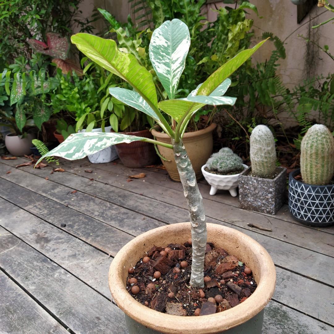 Variegated Plumeria, Frangipani, Furniture & Home Living, Gardening ...