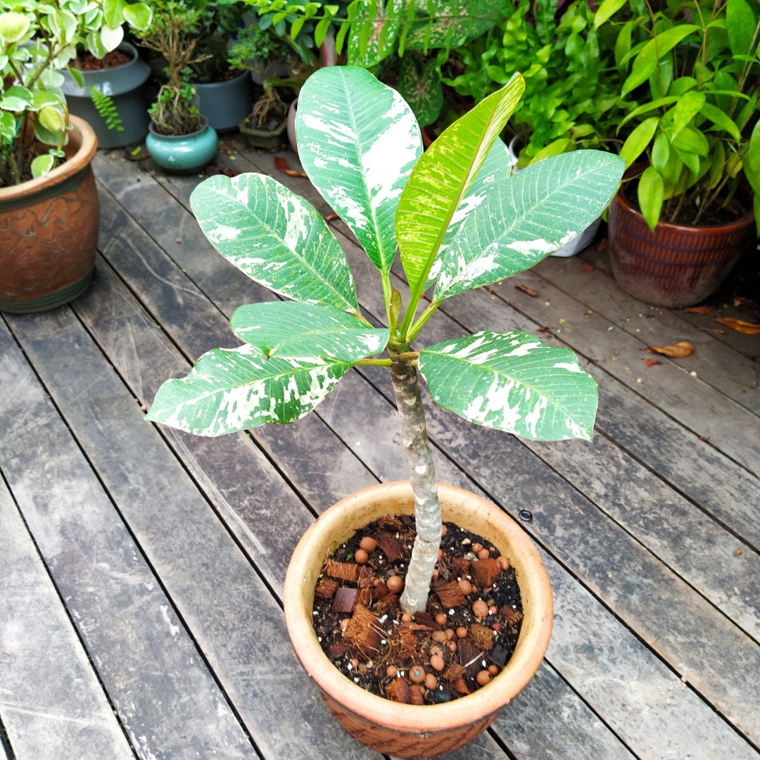 Variegated Plumeria, Frangipani Plant, Furniture & Home Living ...
