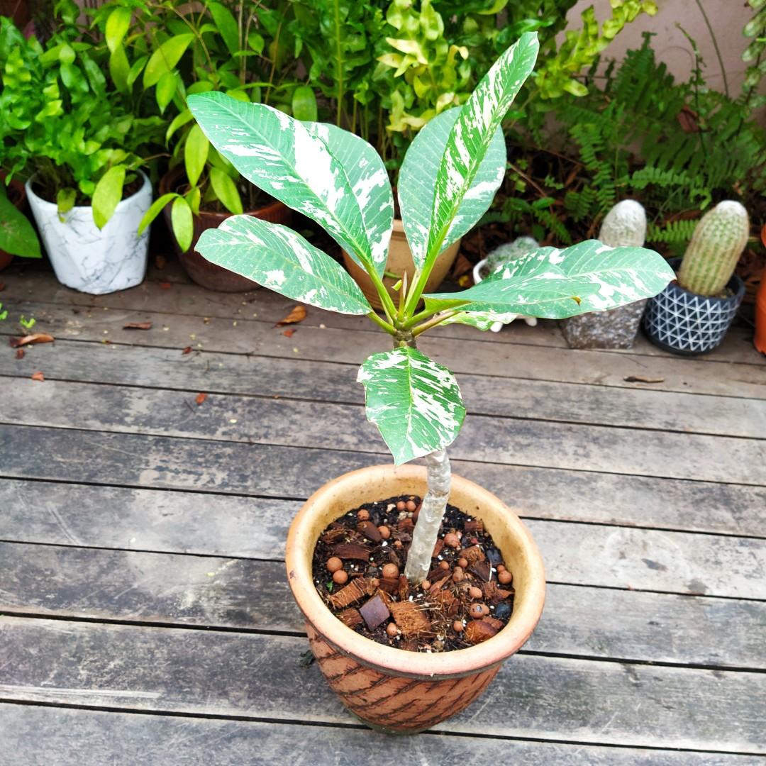 Variegated Plumeria, Frangipani Plant, Furniture & Home Living ...