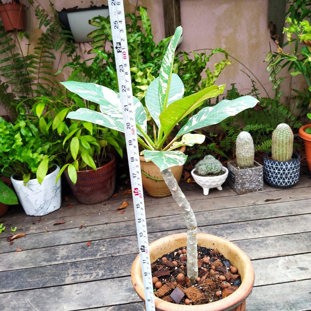 Variegated Plumeria, Frangipani Plant, Furniture & Home Living ...