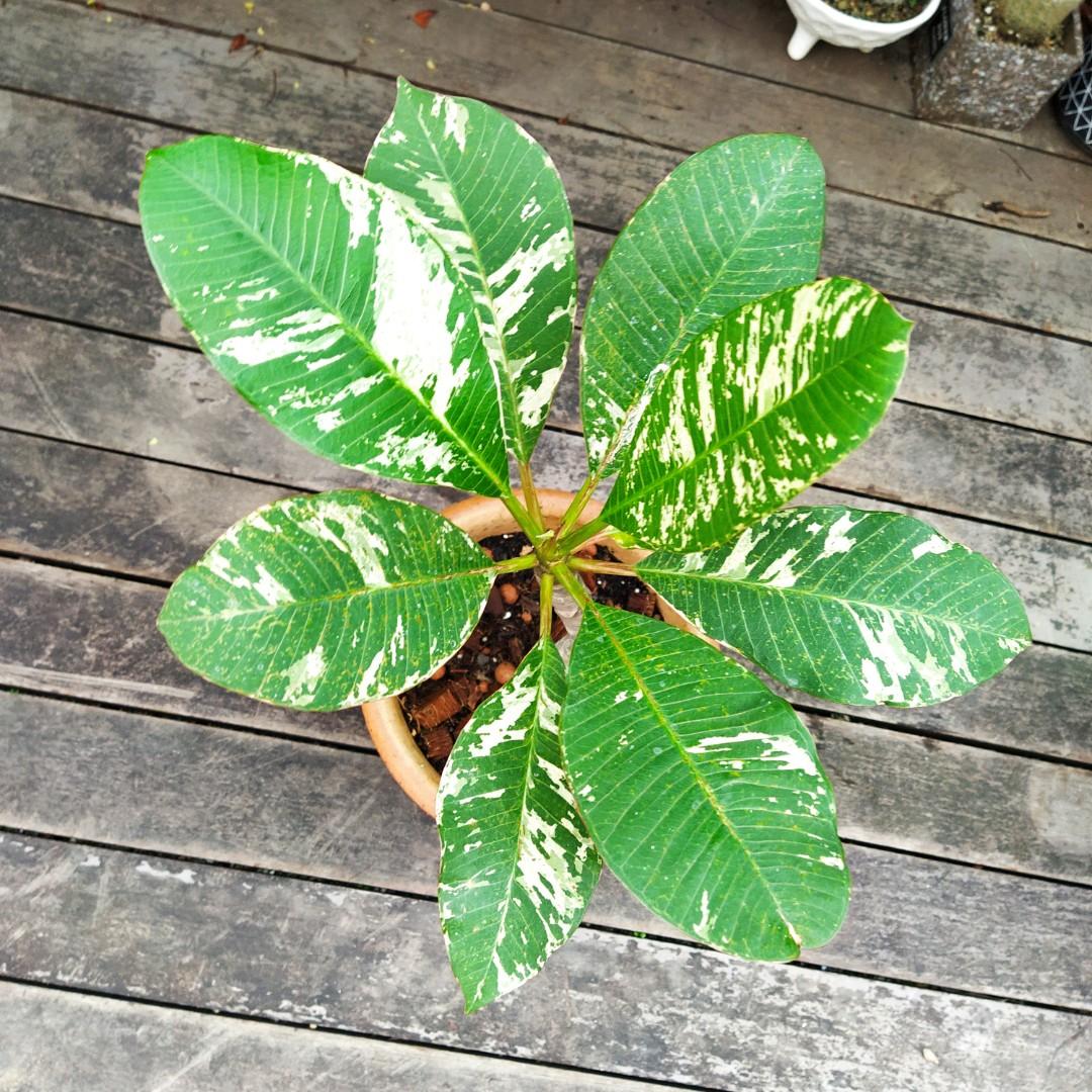Variegated Plumeria, Frangipani Plant, Furniture & Home Living ...