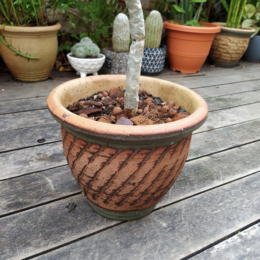 Variegated Plumeria, Frangipani Plant, Furniture & Home Living ...