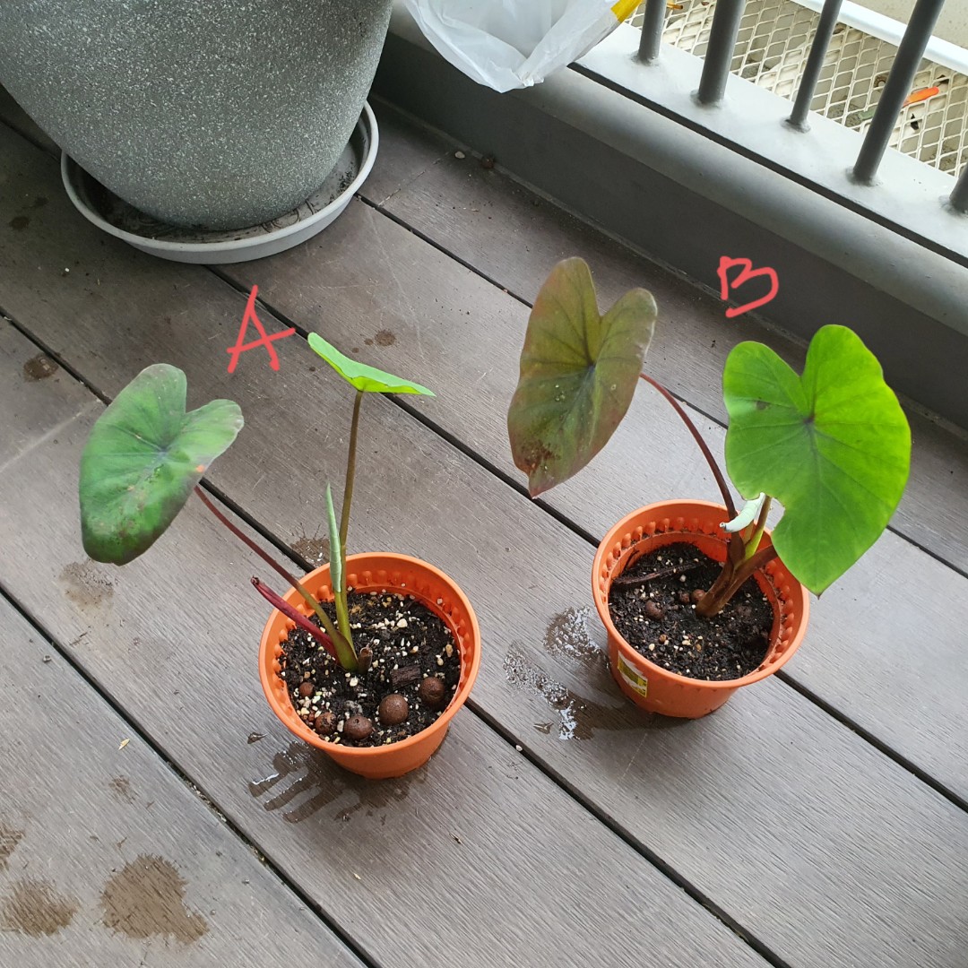 Colocasia Black Magic, Gardening, Plants on Carousell