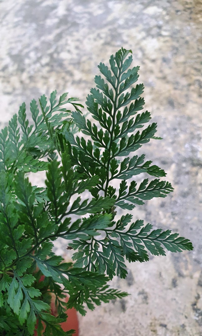 Davallia Fern / deersfoot fern, shinobu fern, rabbit foot fern, ball ...