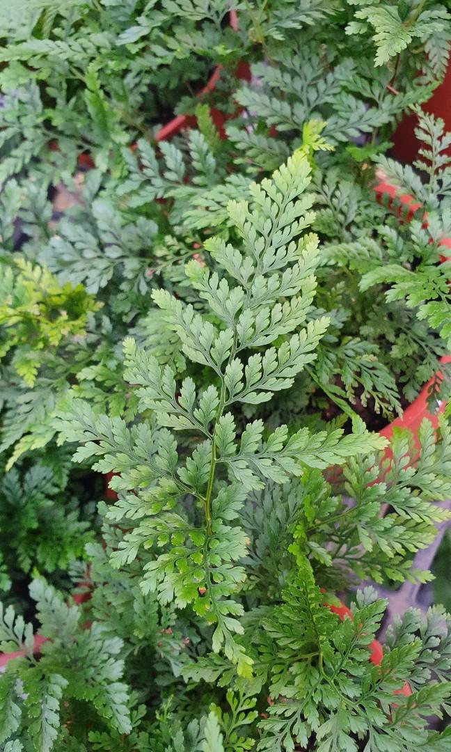Davallia Fern / deersfoot fern, shinobu fern, rabbit foot fern, ball ...