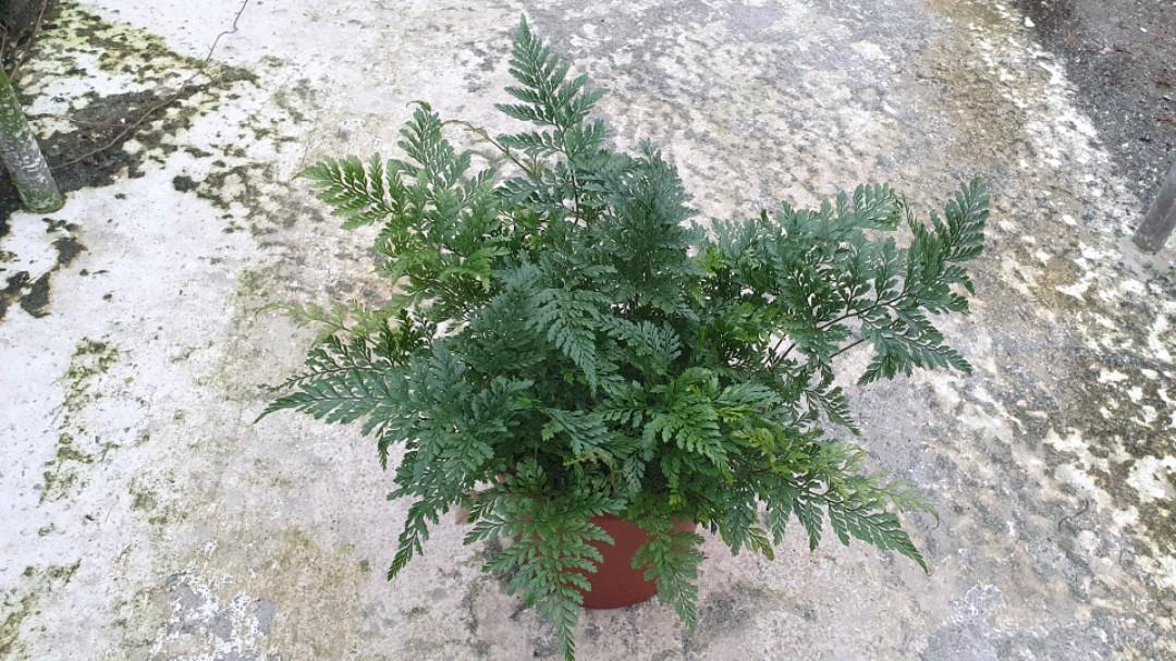 Davallia Fern / deersfoot fern, shinobu fern, rabbit foot fern, ball ...