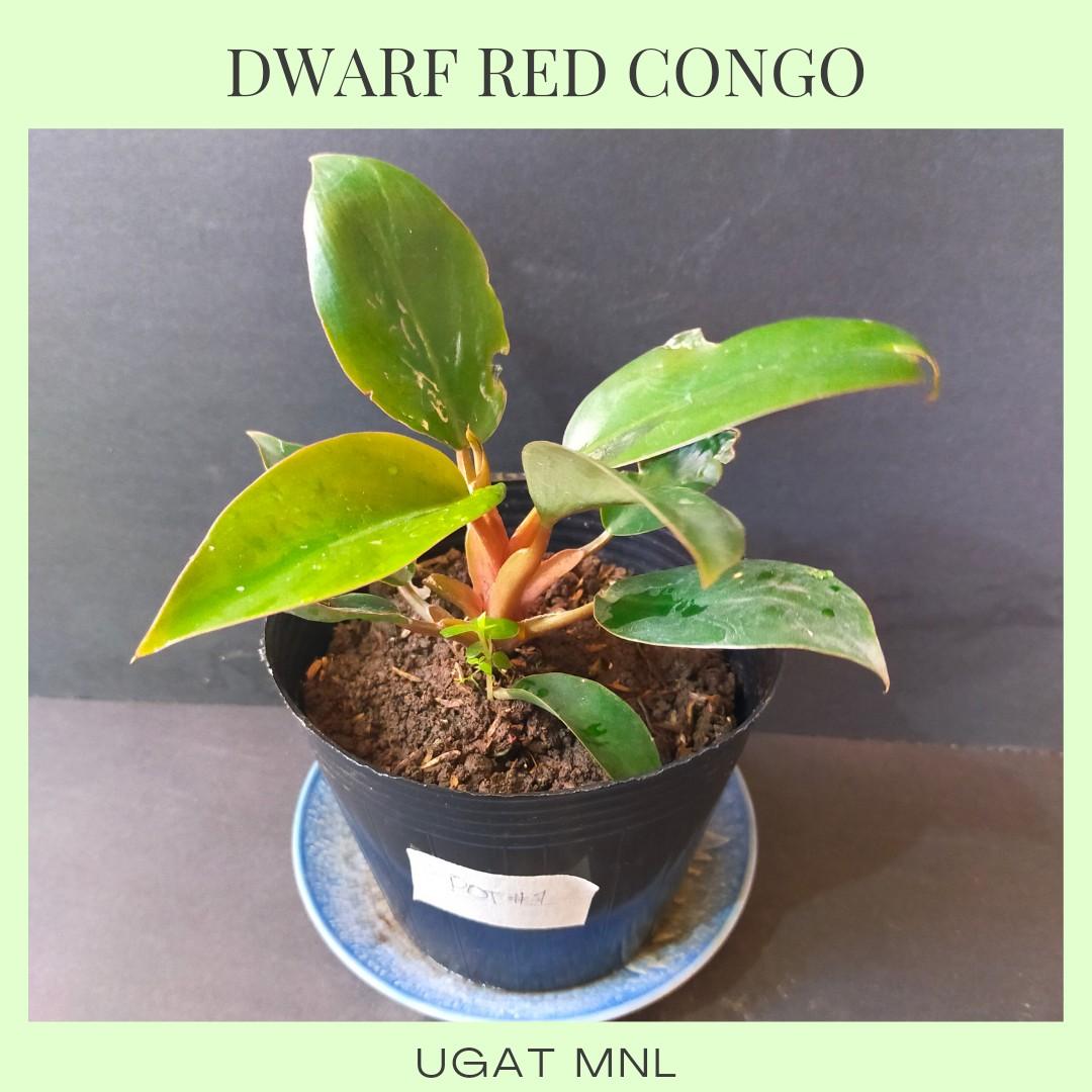 Dwarf Red Congo, Furniture & Home Living, Gardening, Plants & Seeds on ...