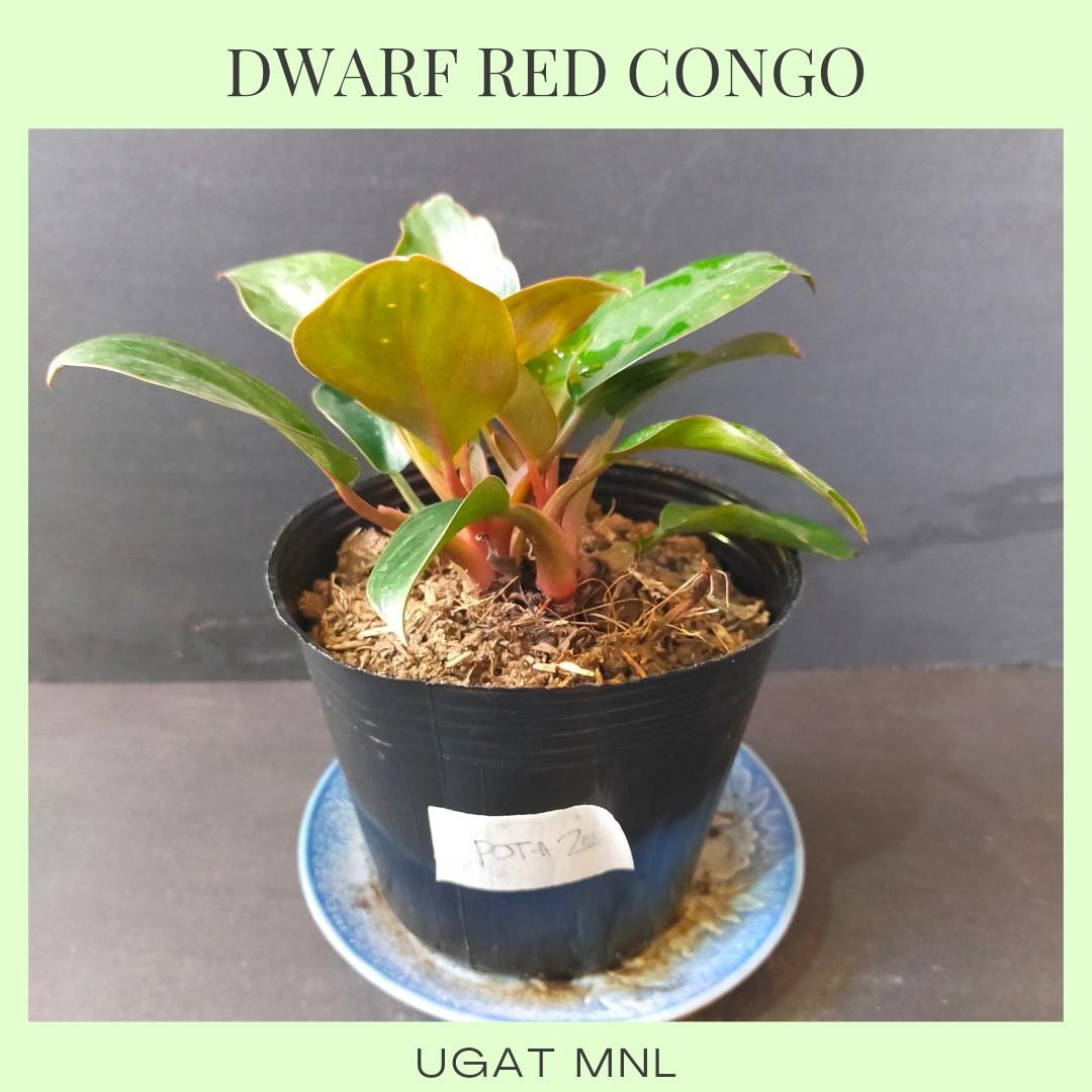 Dwarf Red Congo, Furniture & Home Living, Gardening, Plants & Seeds on ...