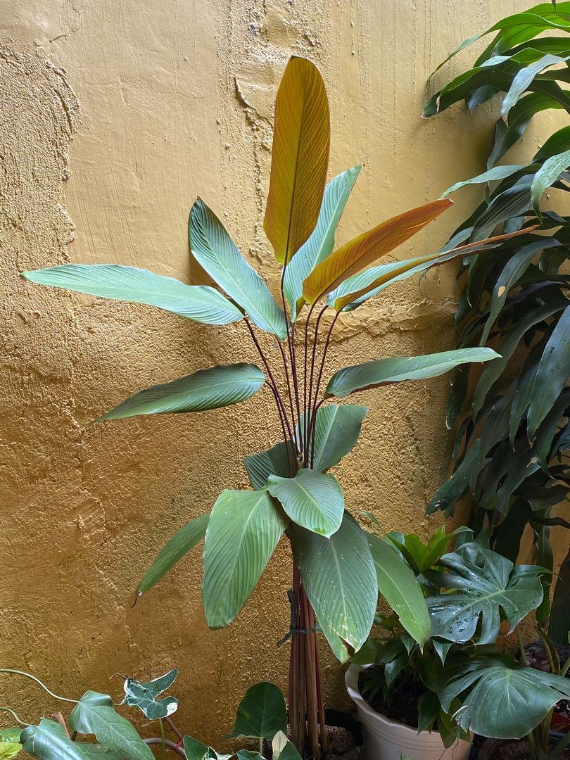heliconia paradise/ wheat calathea, Furniture & Home Living, Gardening ...