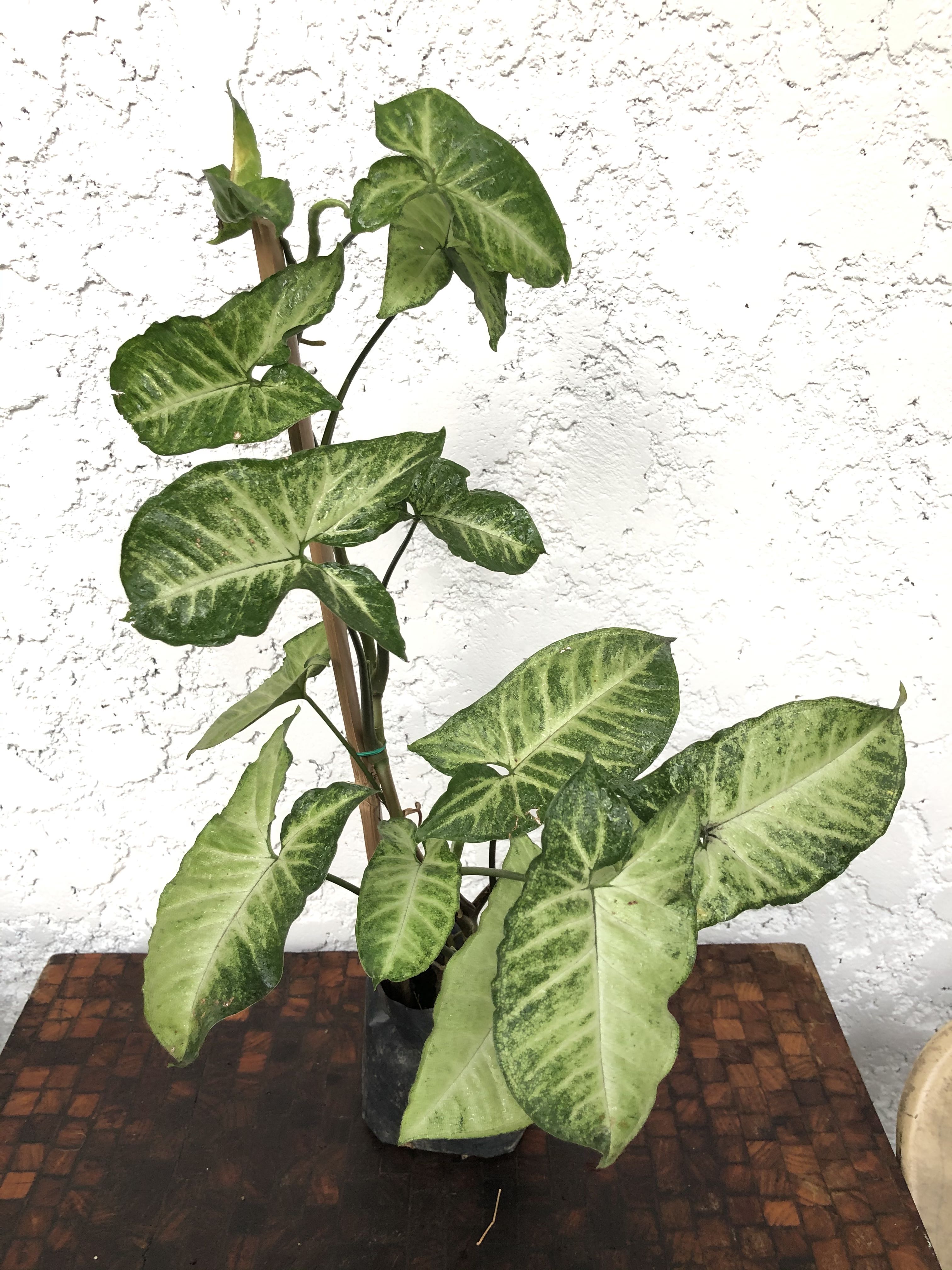 Syngonium Podophyllum/ White Butterfly Syngonium Trailing, Furniture ...