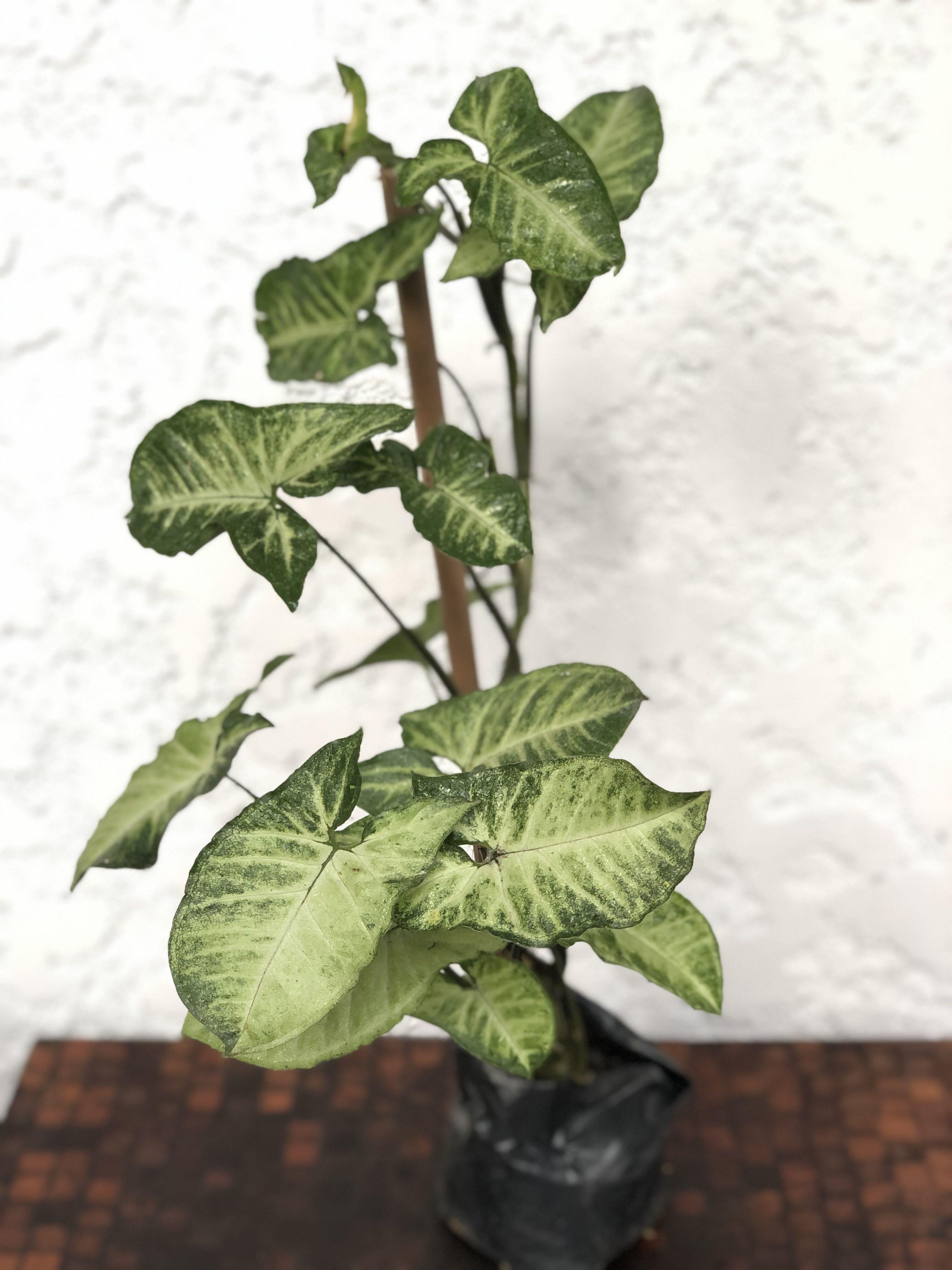 Syngonium Podophyllum/ White Butterfly Syngonium Trailing, Furniture ...