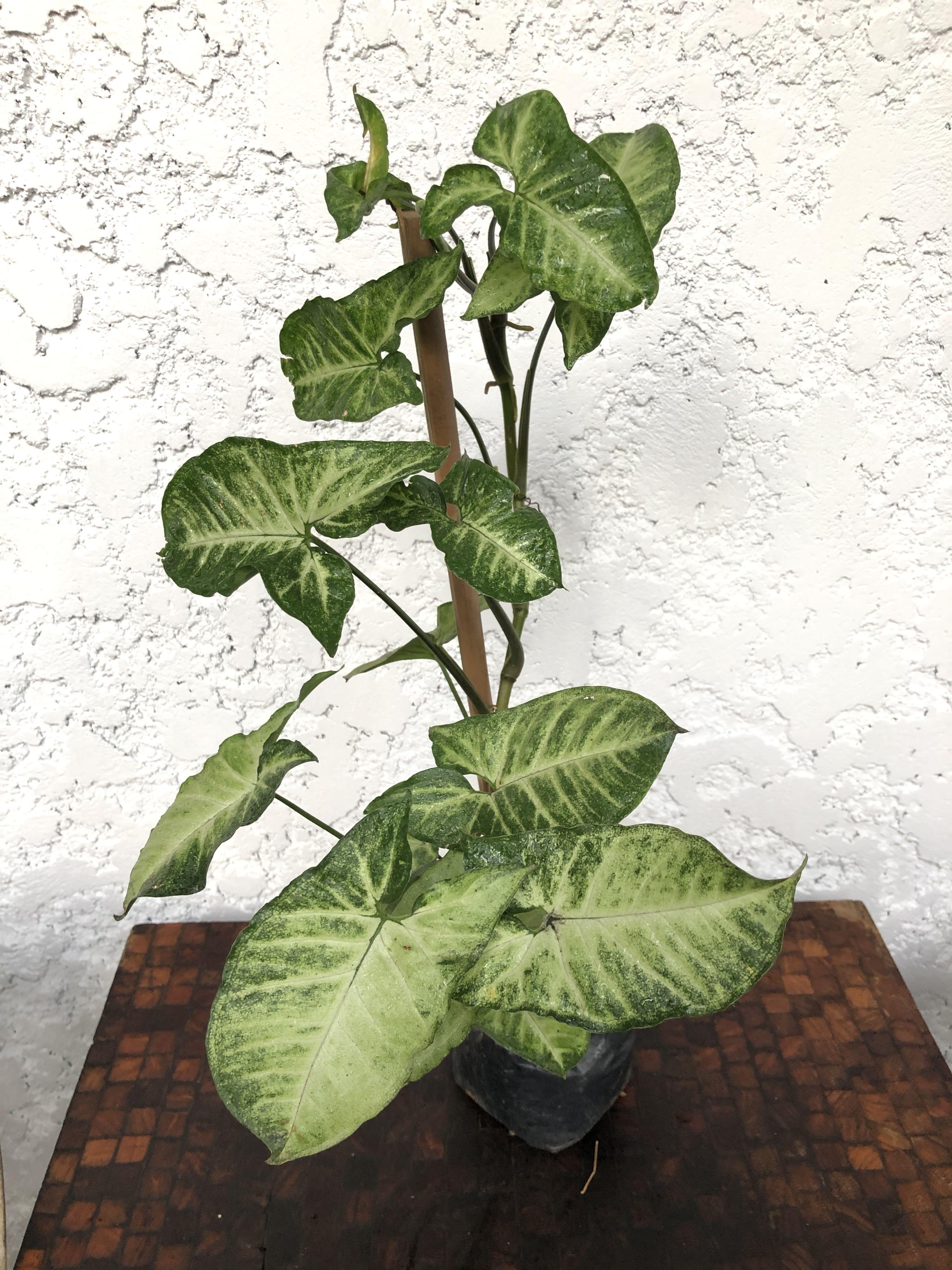 Syngonium Podophyllum/ White Butterfly Syngonium Trailing, Furniture ...