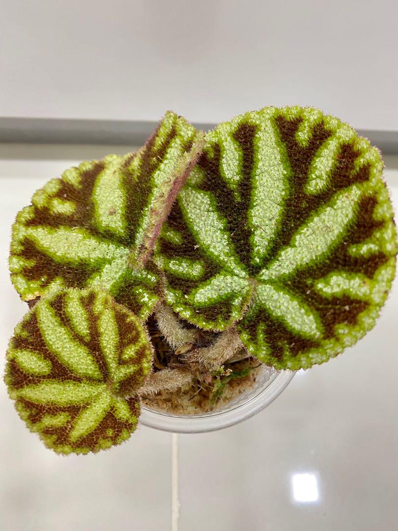 Begonia Kui (Vietnam) - Pot C, Furniture & Home Living, Gardening ...