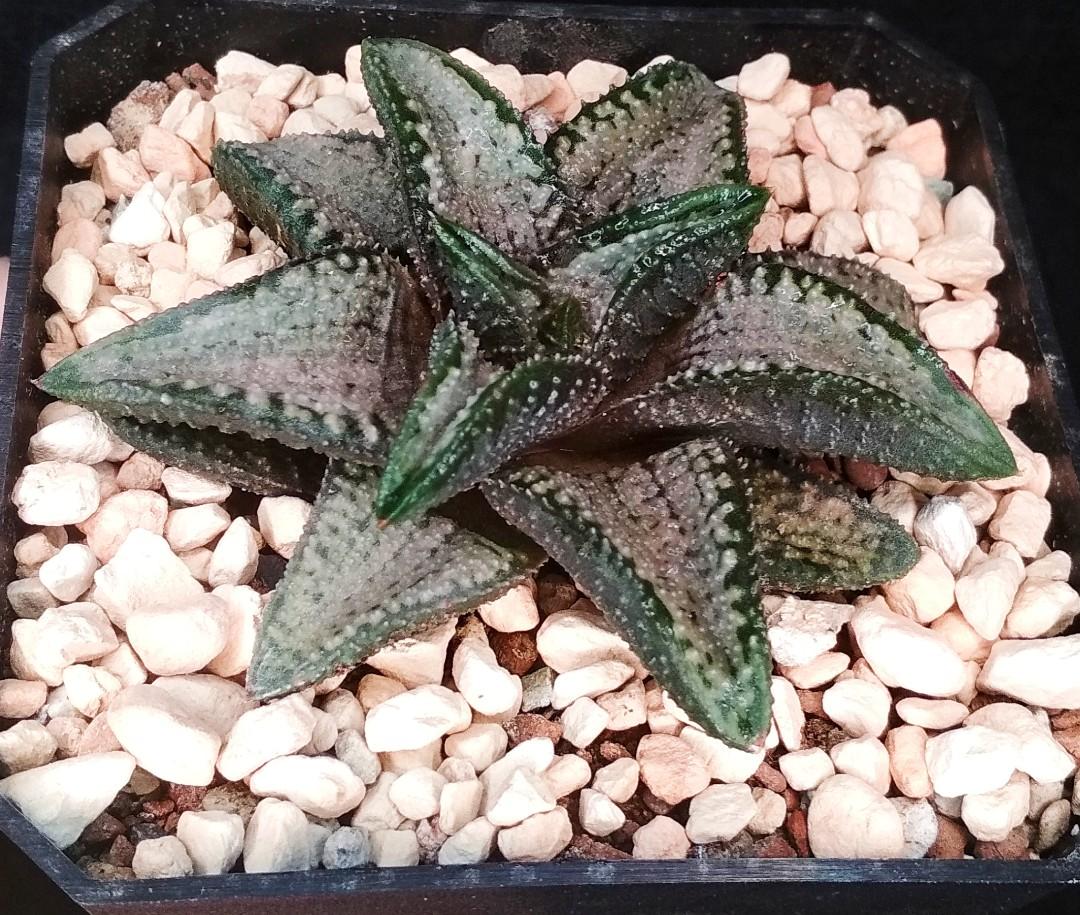 Haworthia Koelmaniorum "Silver Tarantula" 10cm pot, Furniture & Home ...