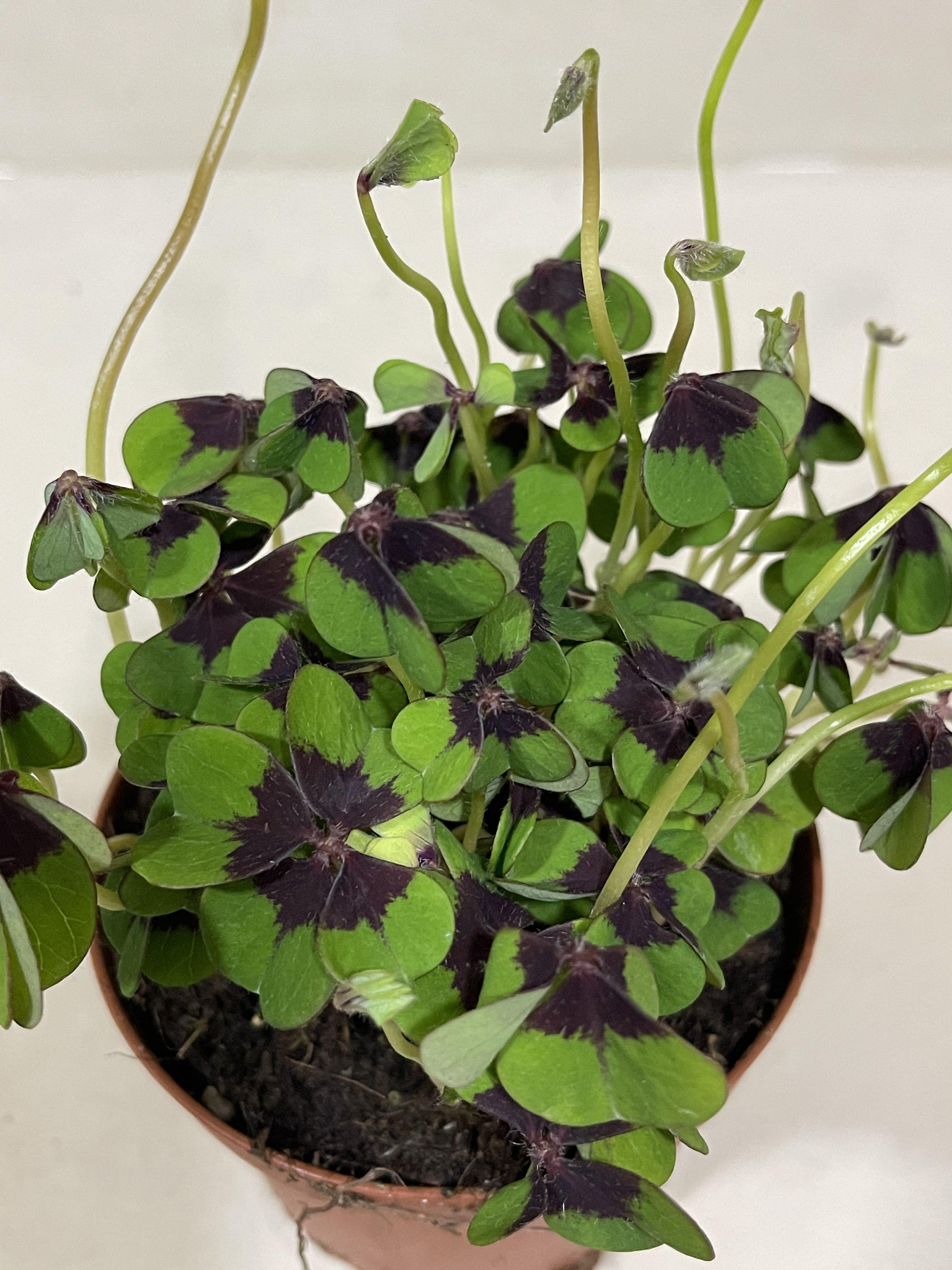 Oxalis Deppei (Holland), Furniture & Home Living, Gardening, Plants ...