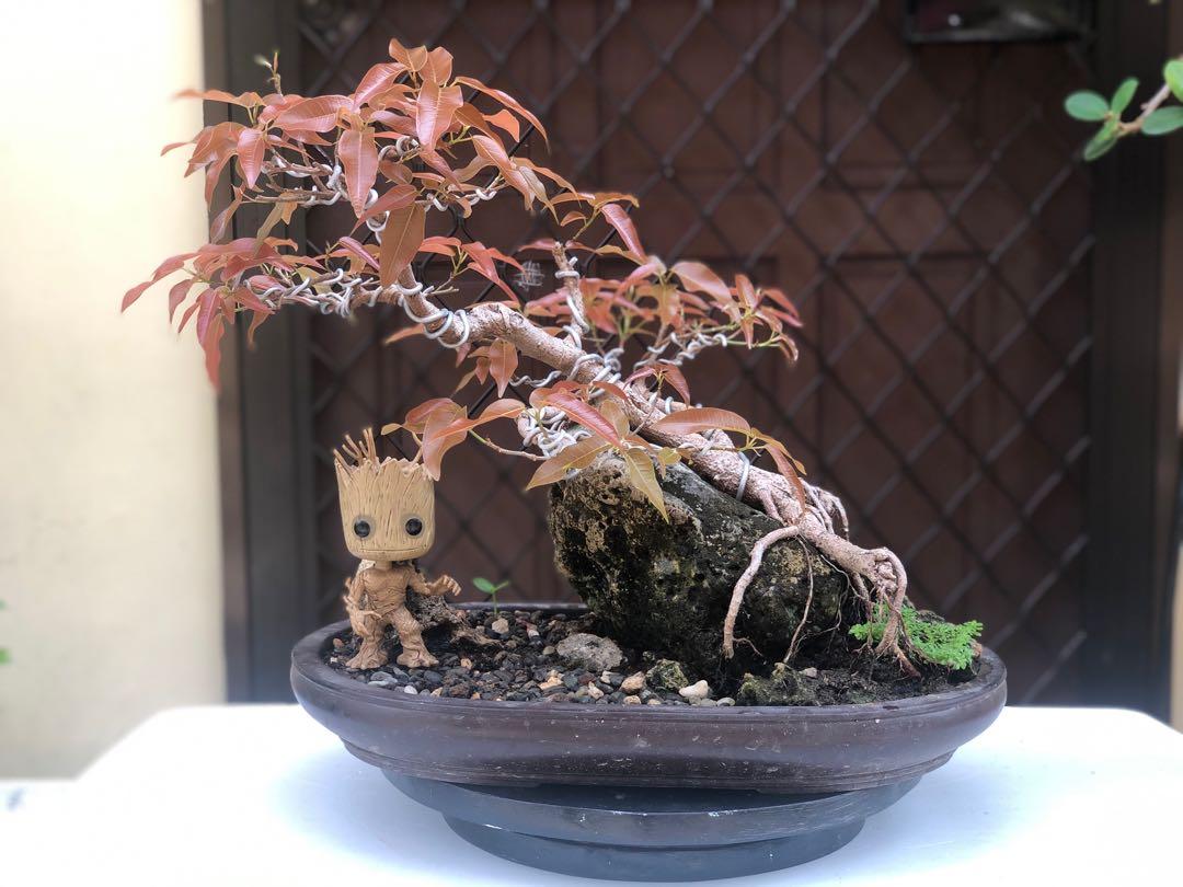 Red balete, Furniture & Home Living, Gardening, Plants & Seeds on Carousell