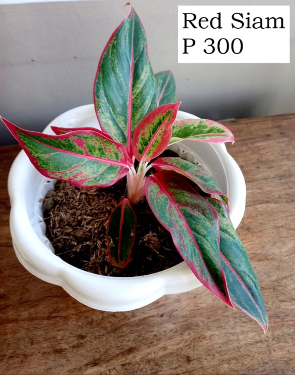 Red Siam Plants, Furniture & Home Living, Gardening, Plants & Seeds on ...