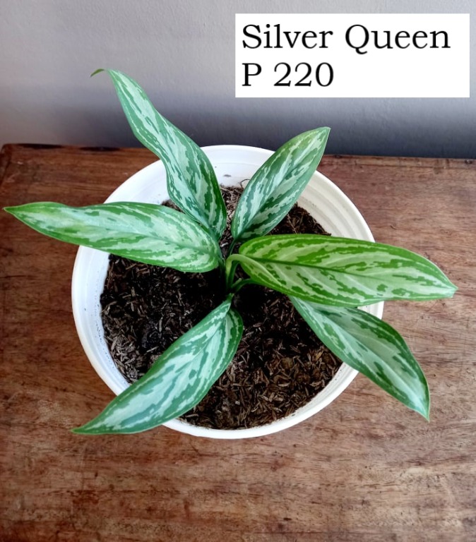 Silver Queen Plant (11 inch), Furniture & Home Living, Gardening ...