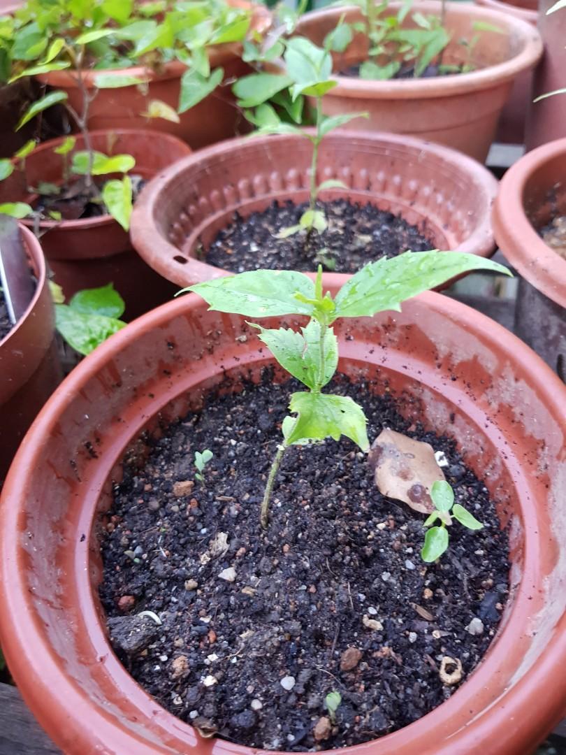 Coral jasmine plant (pavalamalli/ pariyat, Furniture & Home Living ...