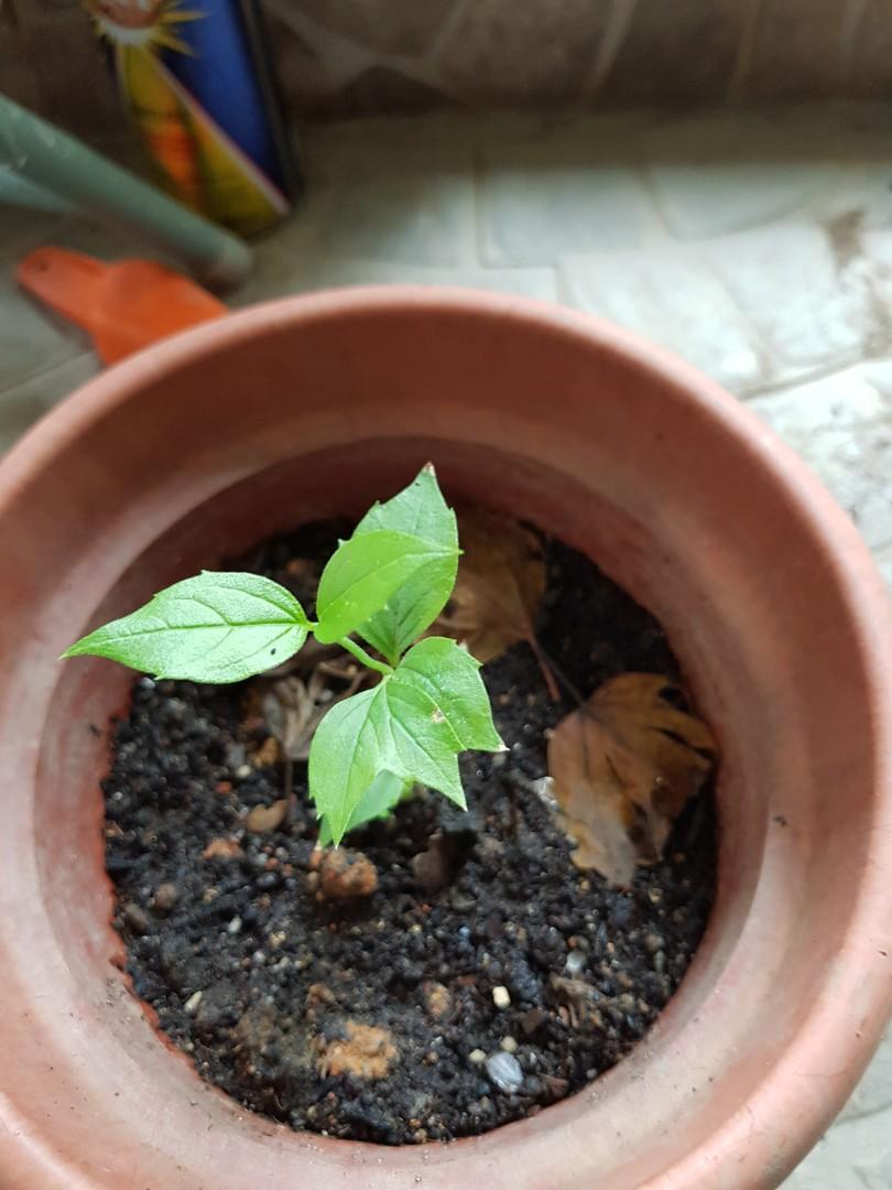 Coral jasmine plant (pavalamalli/ pariyat, Furniture & Home Living ...