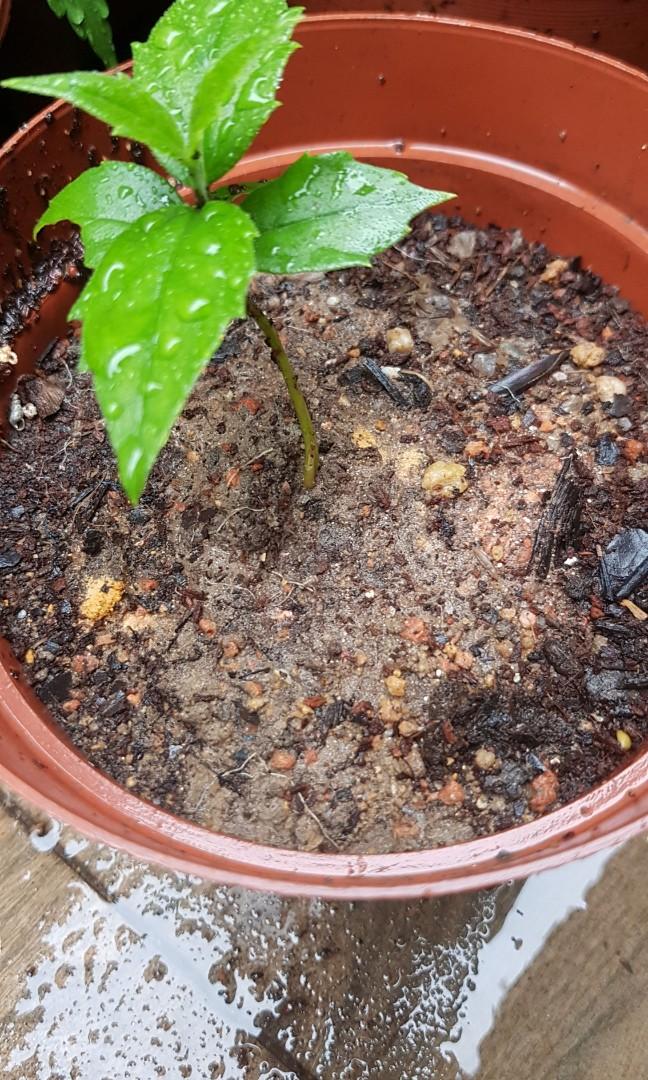 Coral jasmine plant (pavalamalli/ pariyat, Furniture & Home Living ...