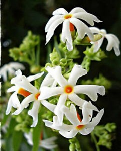 Coral jasmine plant (pavalamalli/ pariyat, Furniture & Home Living ...