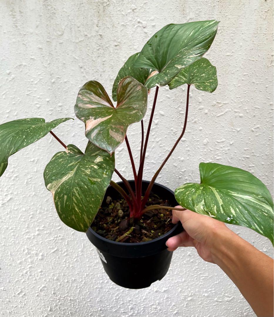 Homalomena Rubescens Variegated Pink, Furniture & Home Living ...