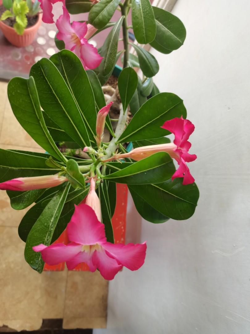 Kalachuchi Bonsai (big), Furniture & Home Living, Gardening, Plants ...