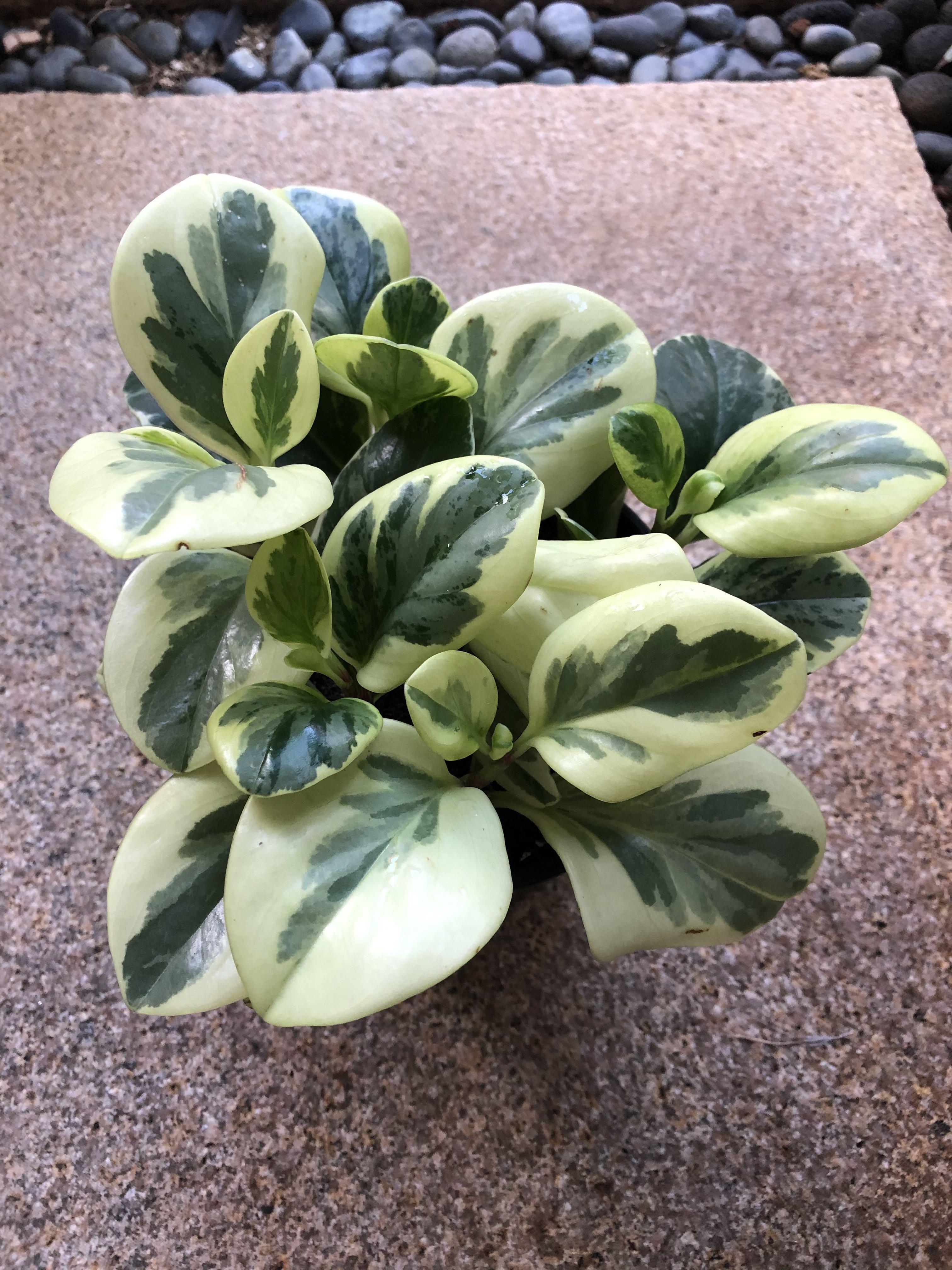 Peperomia Variegated Plant, Furniture & Home Living, Gardening, Plants ...