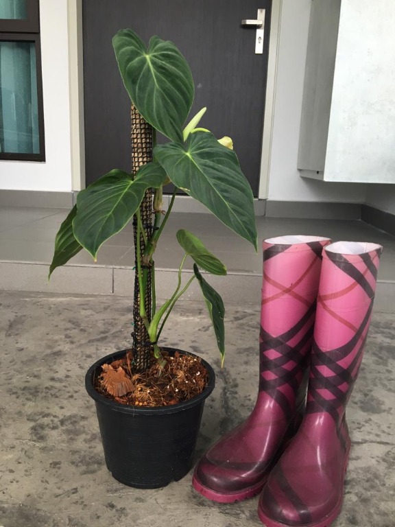 Philo Splendid, Furniture & Home Living, Gardening, Plants & Seeds on ...