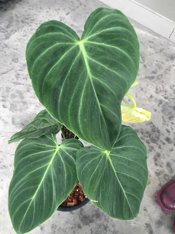 Philo Splendid, Furniture & Home Living, Gardening, Plants & Seeds on ...