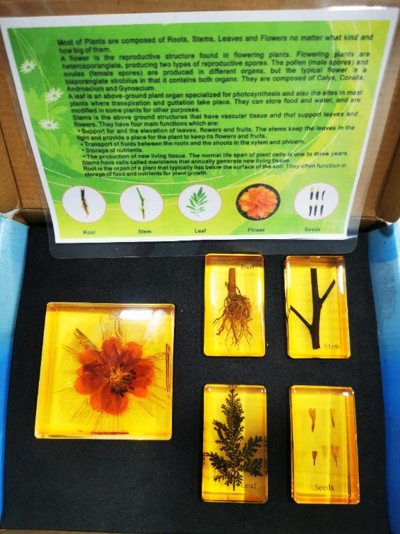 Science Specimen - Part Of Plant Set, Hobbies & Toys, Books & Magazines ...