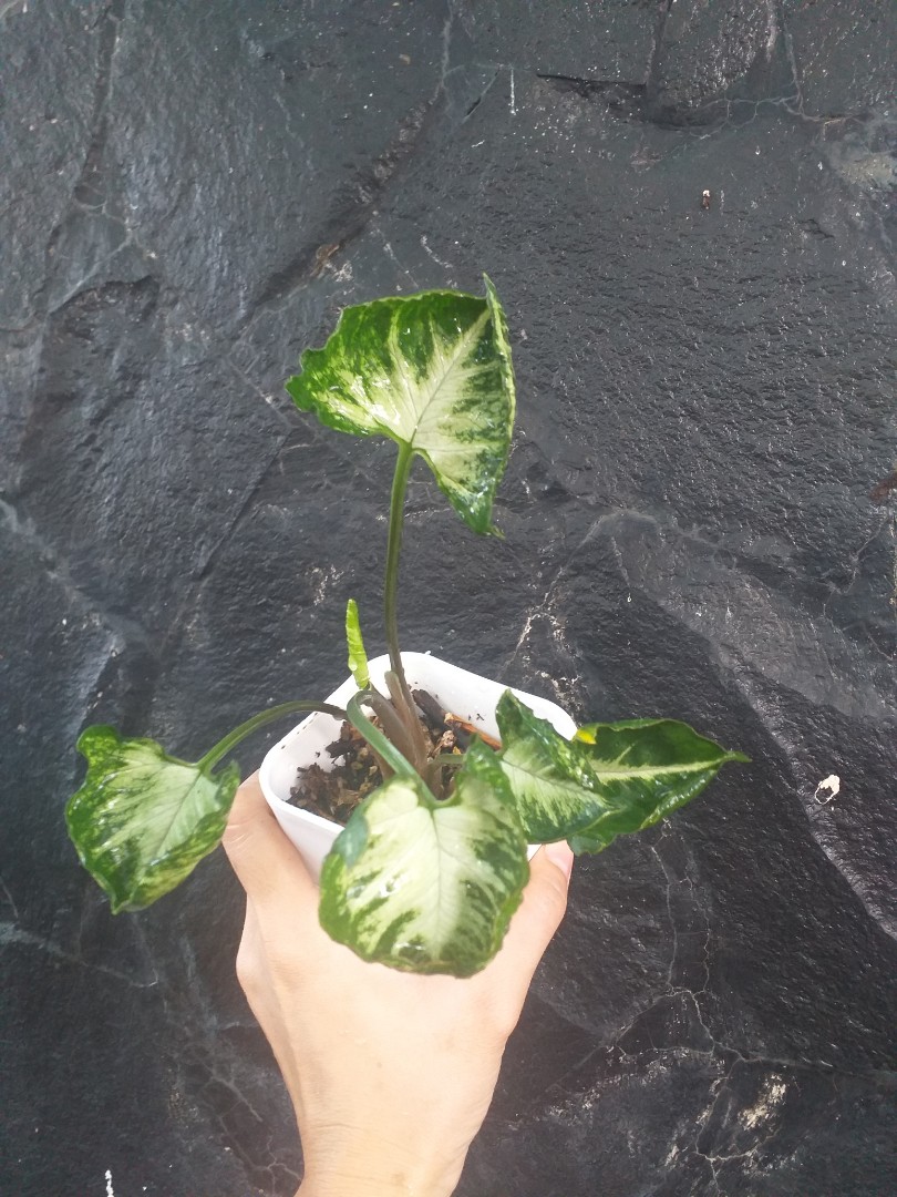 Syngonium godzilla, Perkebunan di Carousell